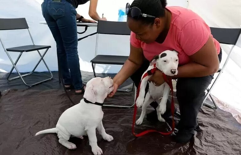 Fostering Pets: How You Can Help Rescue Animals : arizona